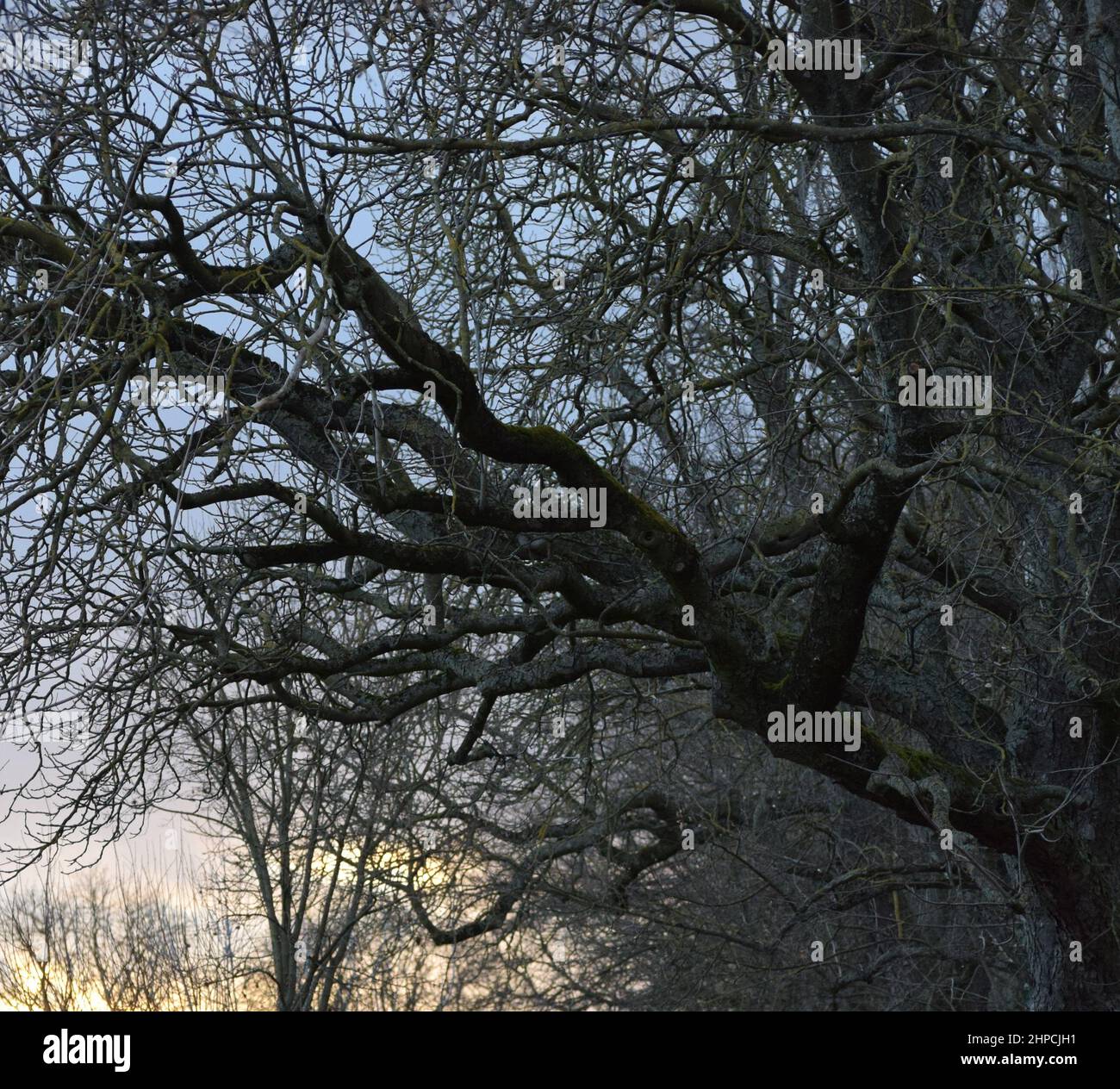 Old chestnut tree hi-res stock photography and images - Alamy