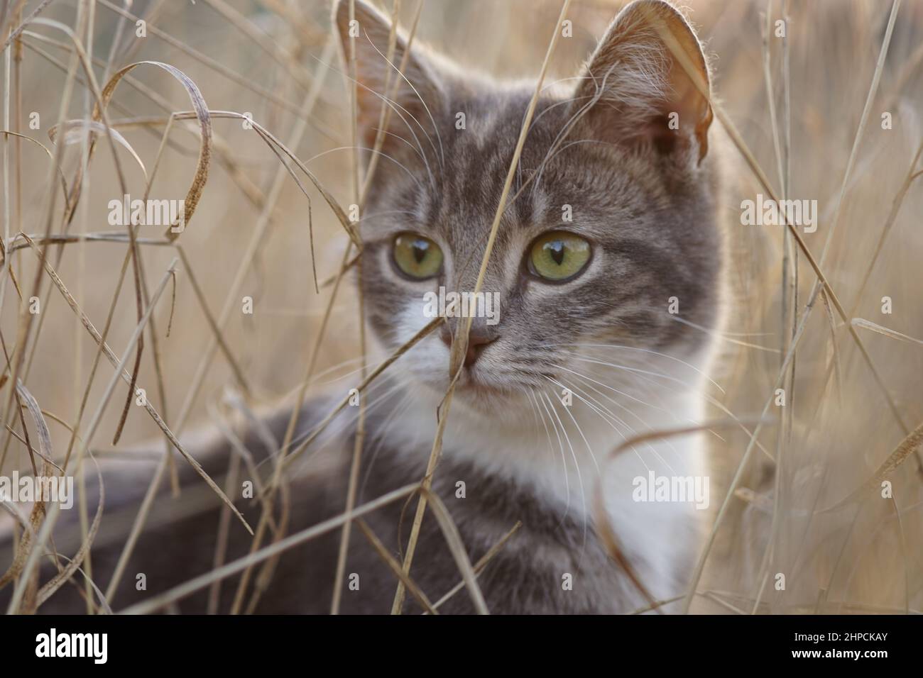 Portrait domestic turtle cat hi-res stock photography and images - Alamy