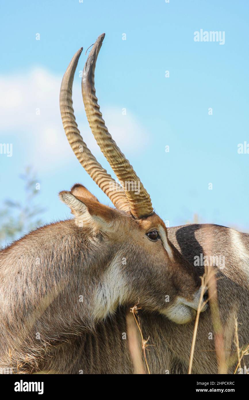 Waterbuck Bull, South Africa Stock Photo - Alamy