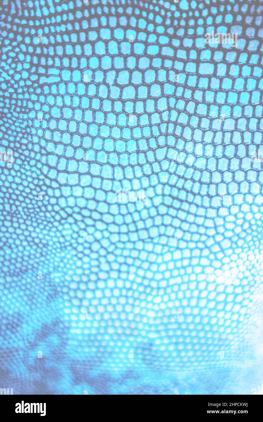 Coloured Real Snake Skin Snakeskin Animal Print Background Stock Photo ...