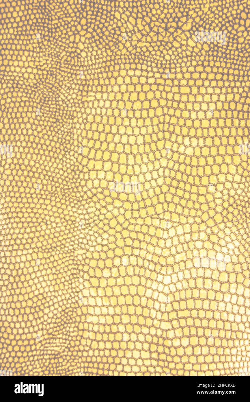 Coloured Real Snake Skin Snakeskin Animal Print Background Stock Photo ...