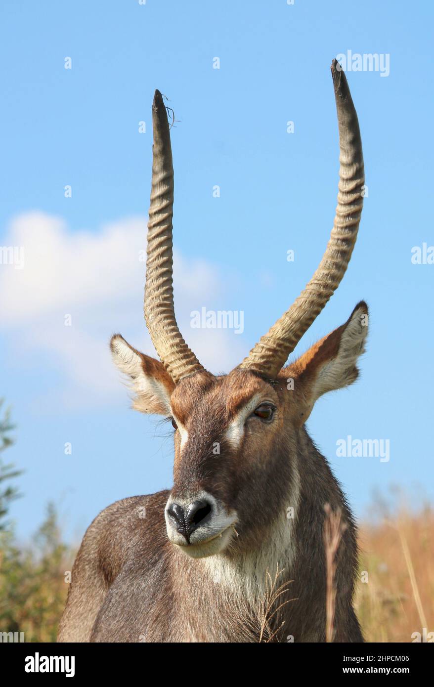 Waterbuck Bull, South Africa Stock Photo - Alamy