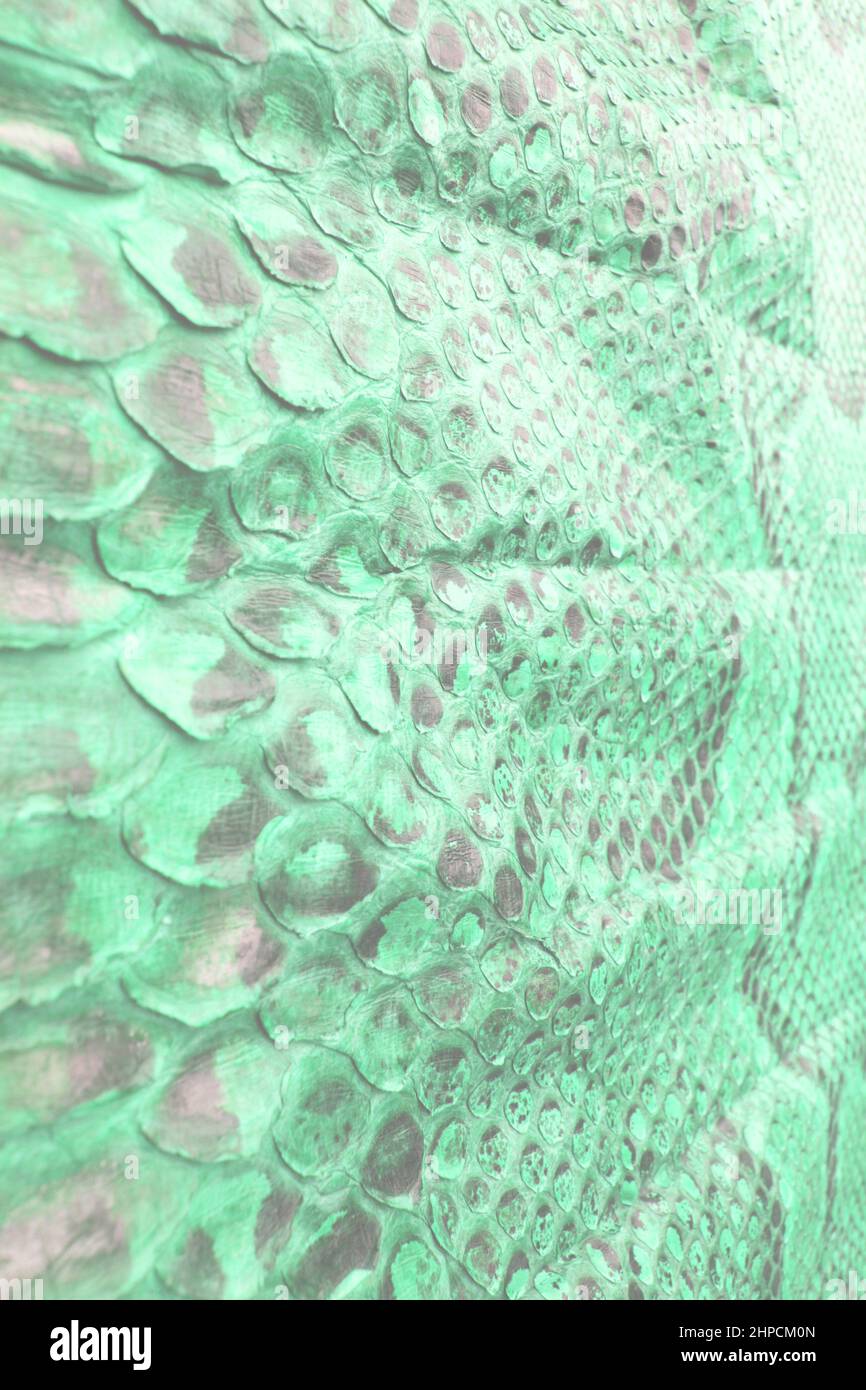 Coloured Real Snake Skin Snakeskin Animal Print Background Stock Photo ...