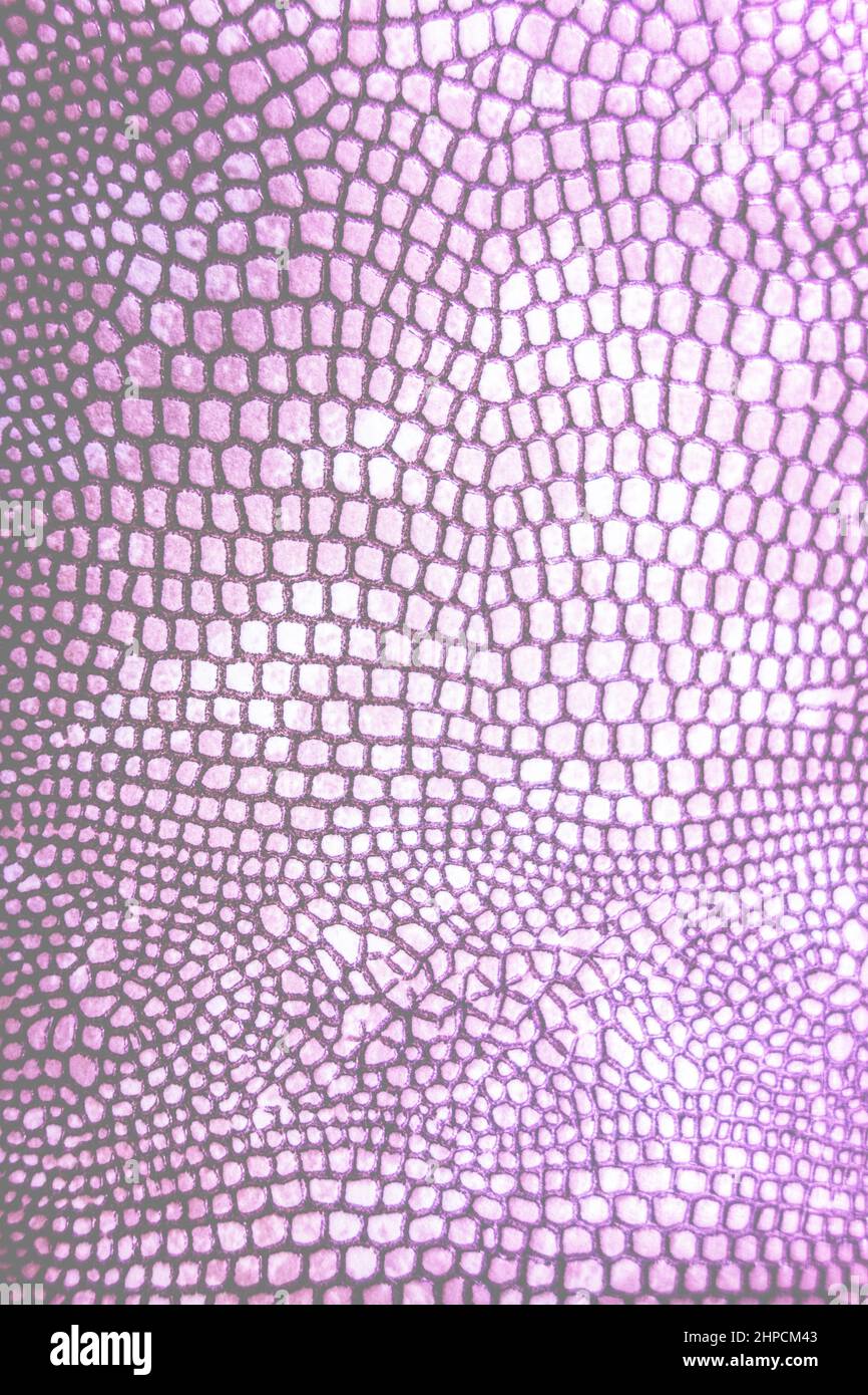 Coloured Real Snake Skin Snakeskin Animal Print Background Stock Photo ...