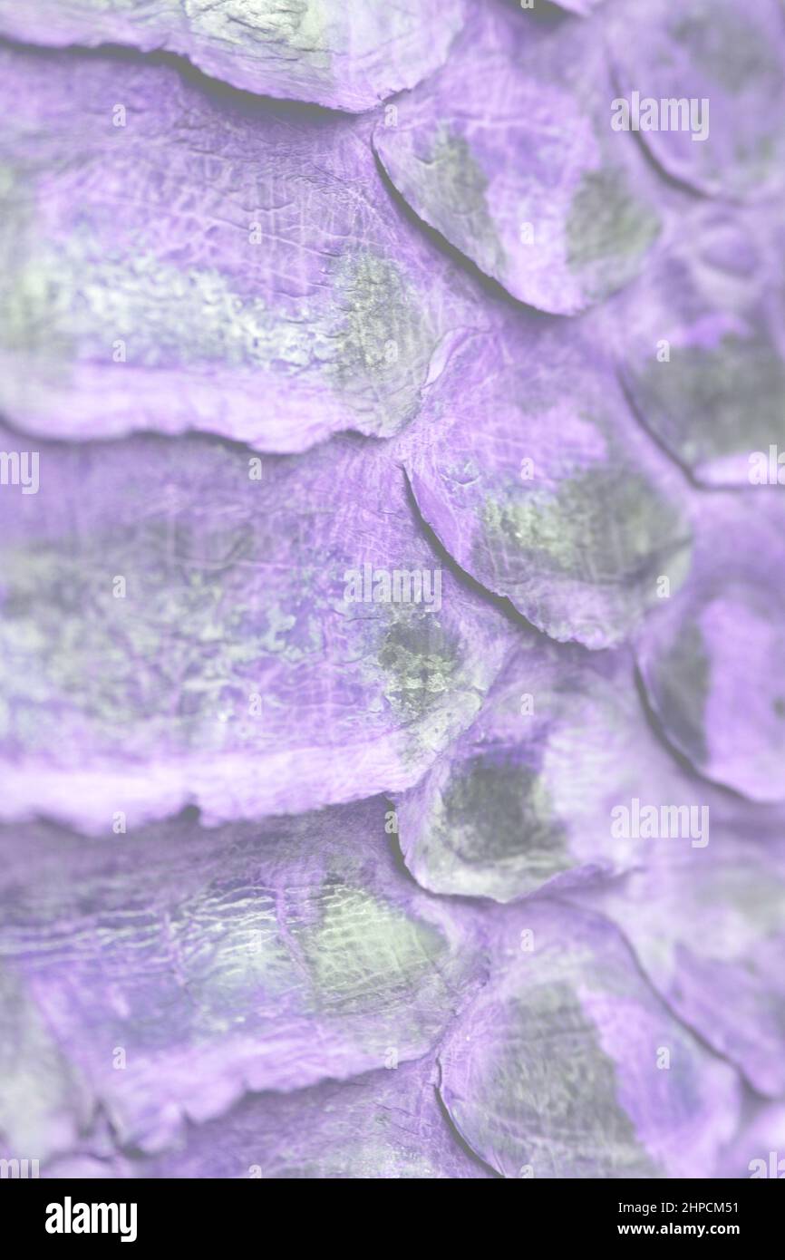 Coloured Real Snake Skin Snakeskin Animal Print Background Stock Photo ...