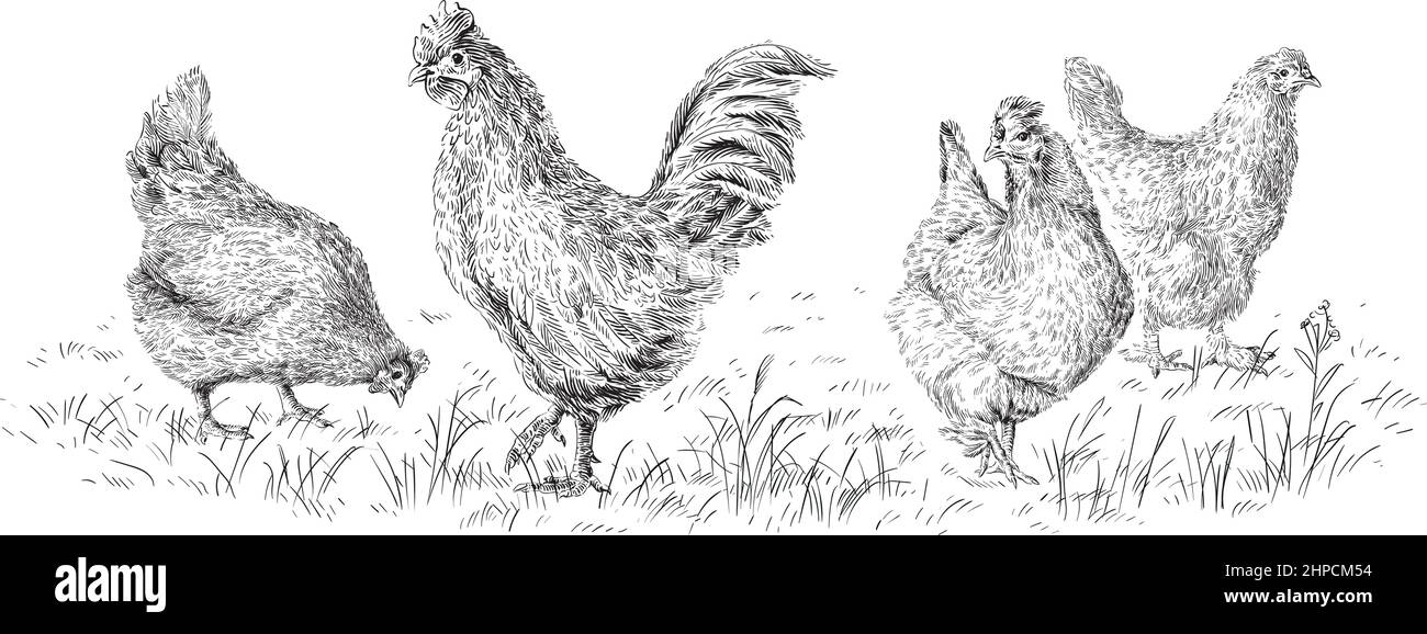 chicken and rooster hand drawing sketch engraving illustration style ...