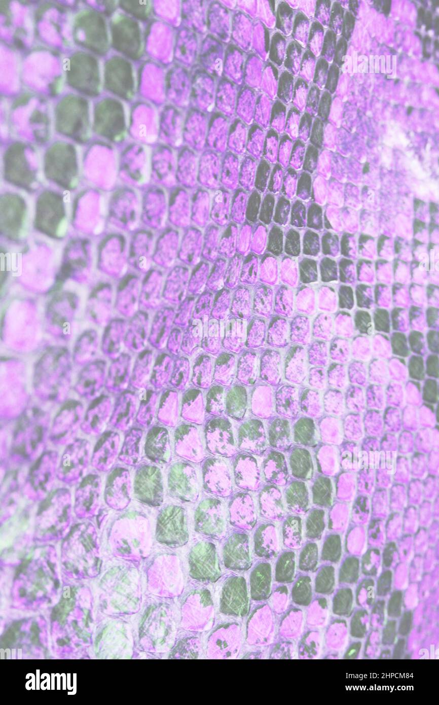 Coloured Real Snake Skin Snakeskin Animal Print Background Stock Photo ...