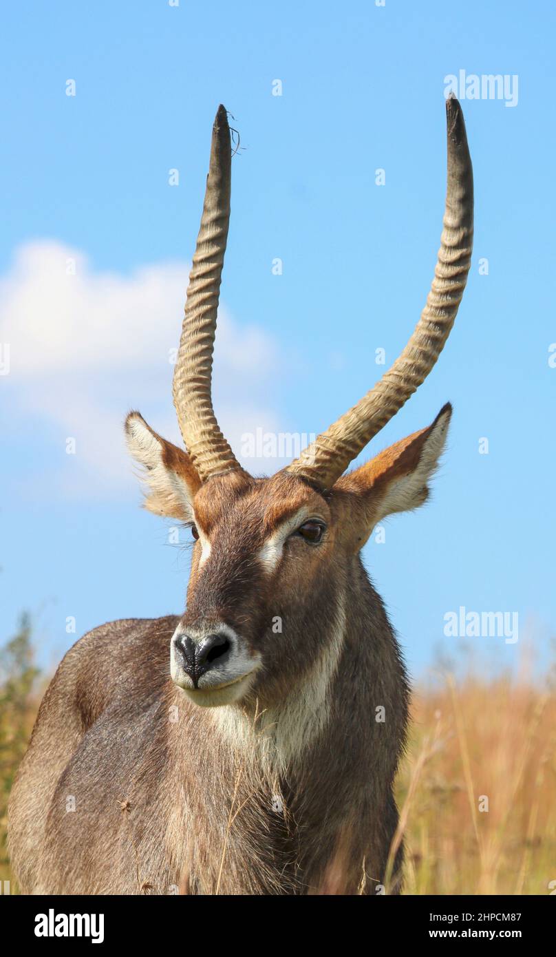 Waterbuck Bull, South Africa Stock Photo - Alamy