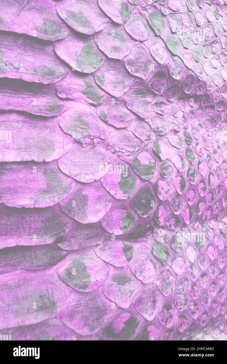 Coloured Real Snake Skin Snakeskin Animal Print Background Stock Photo ...