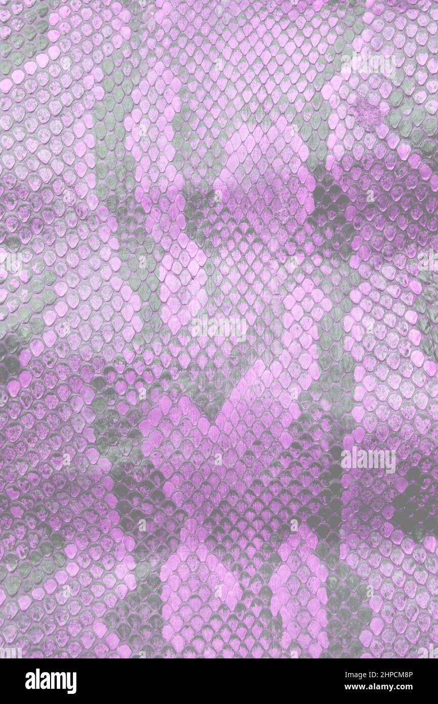 Coloured Real Snake Skin Snakeskin Animal Print Background Stock Photo ...