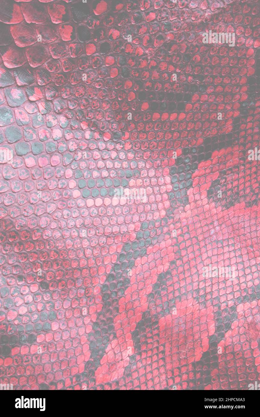 Coloured Real Snake Skin Snakeskin Animal Print Background Stock Photo ...