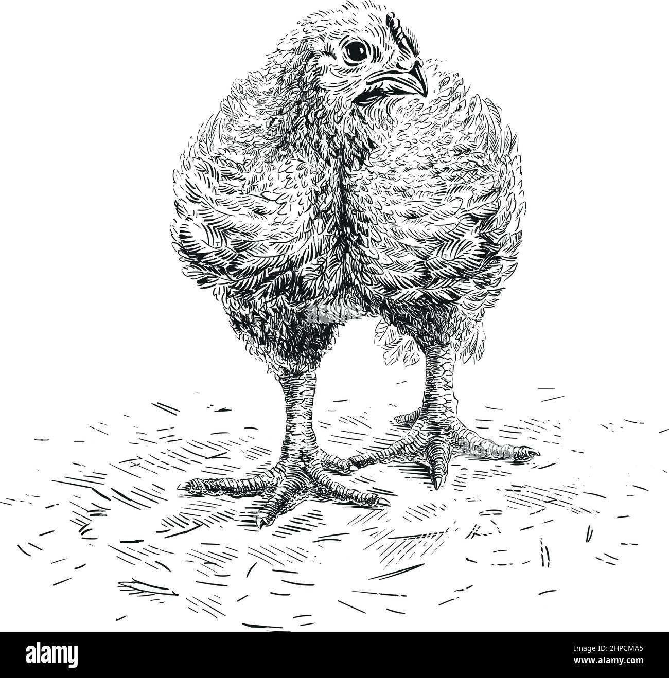 chicken hand drawing sketch engraving illustration style vector Stock ...