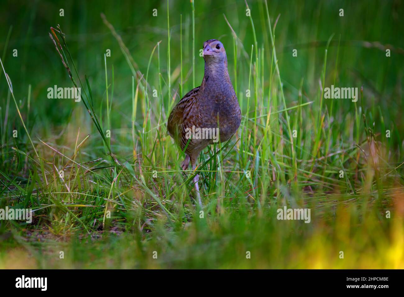 The corn crake, corncrake or landrail is a bird in the rail family ...