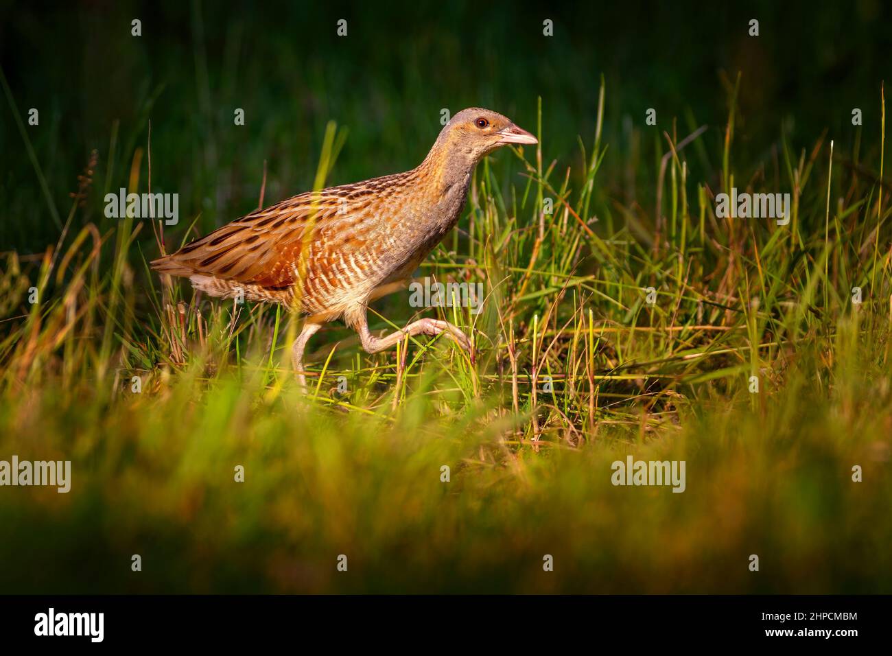 The corn crake, corncrake or landrail is a bird in the rail family ...