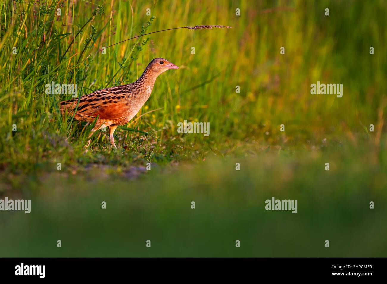 The corn crake, corncrake or landrail is a bird in the rail family ...