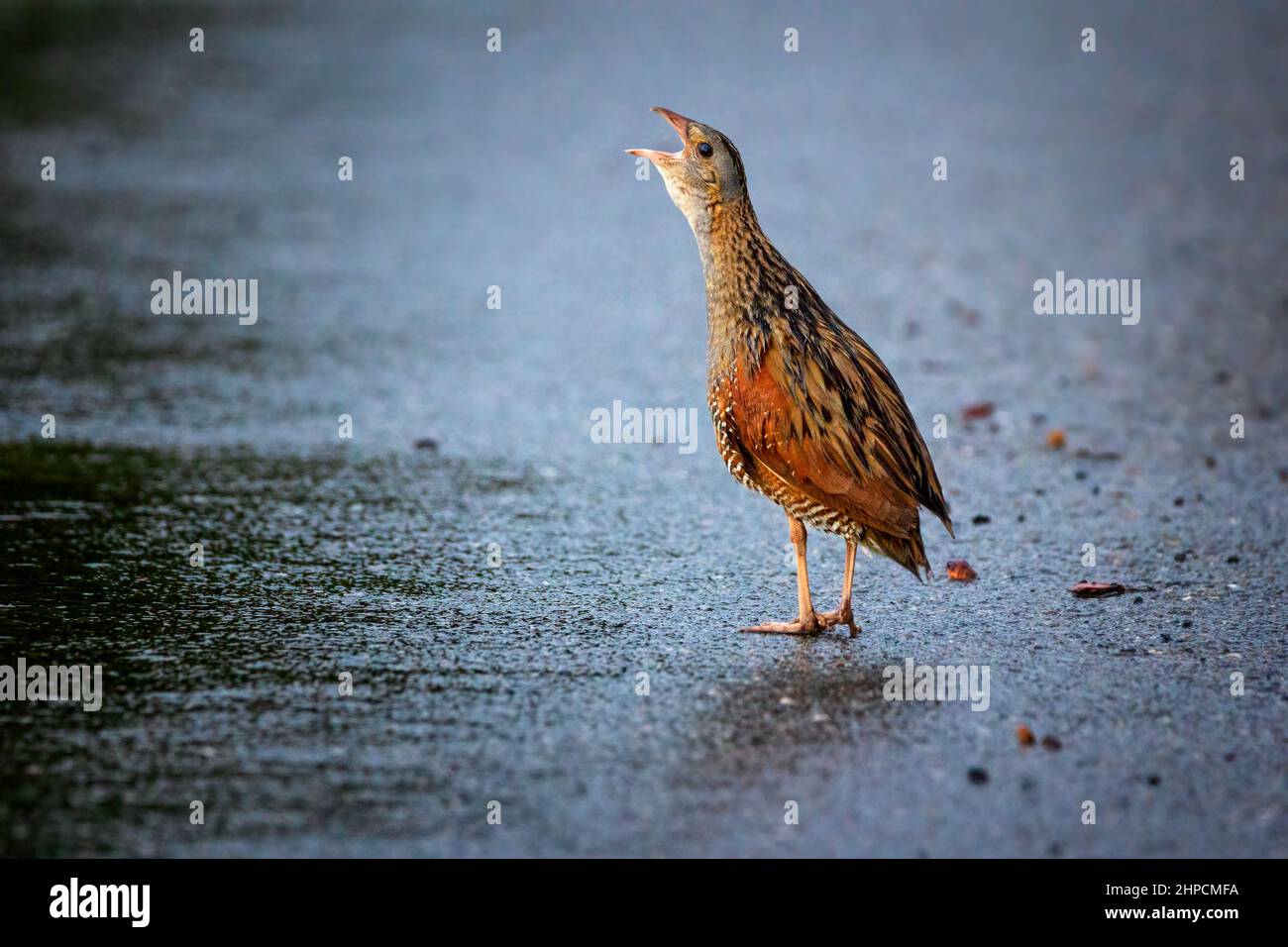 The corn crake, corncrake or landrail is a bird in the rail family ...