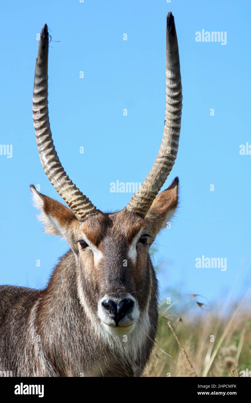 Waterbuck Bull, South Africa Stock Photo - Alamy