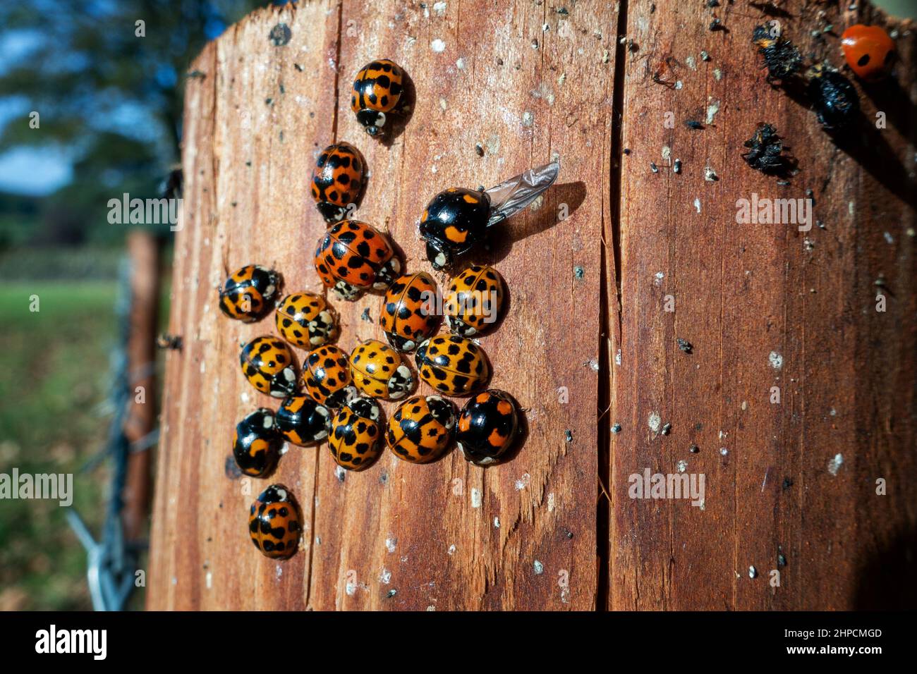 Cluster of harlequin ladybird (Harmonia axyridis) on a fencepost in ...