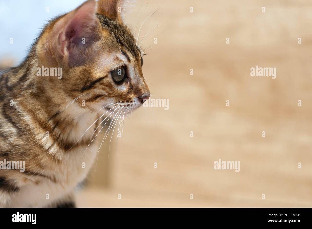 Bengal cat side view. Beautiful cat. Copyspace Stock Photo - Alamy