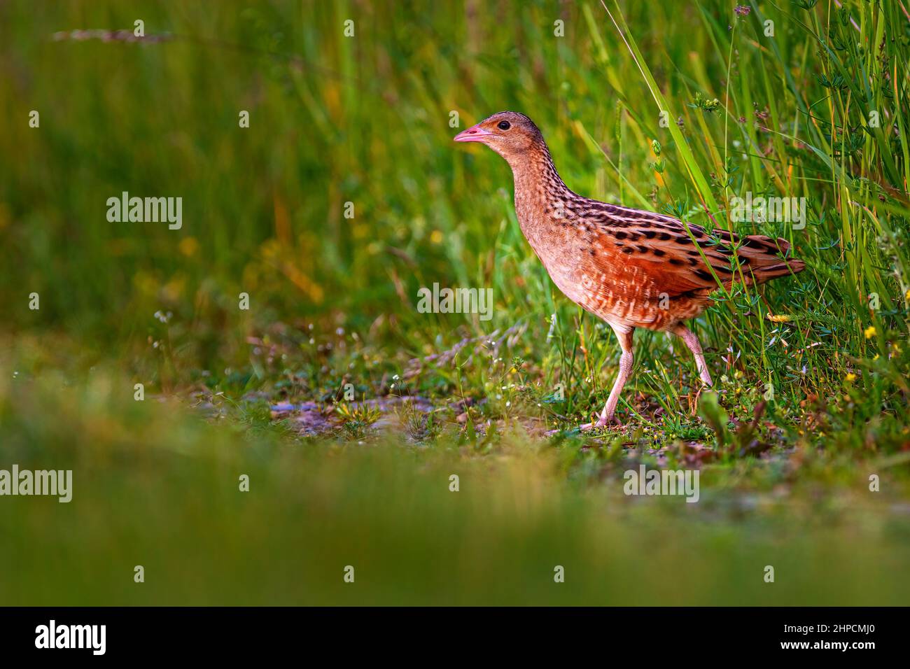 The corn crake, corncrake or landrail is a bird in the rail family ...