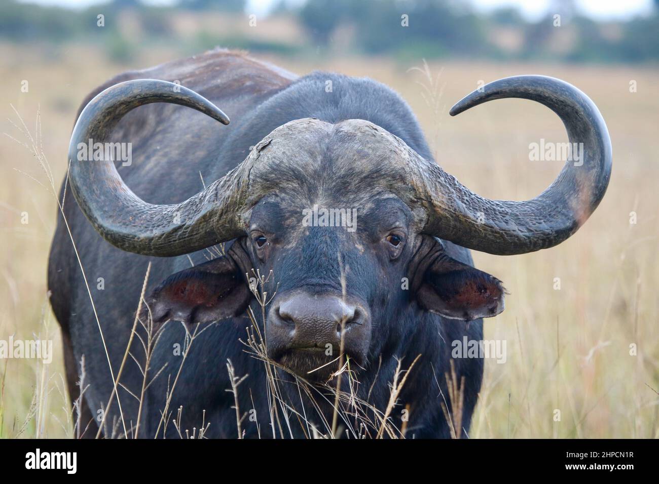 African buffalo, South Africa Stock Photo - Alamy