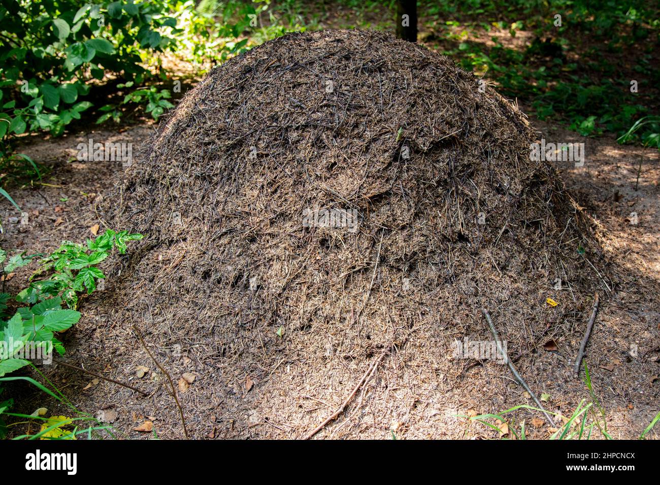 great anthill in the middle of the forest, the natural structure of ...