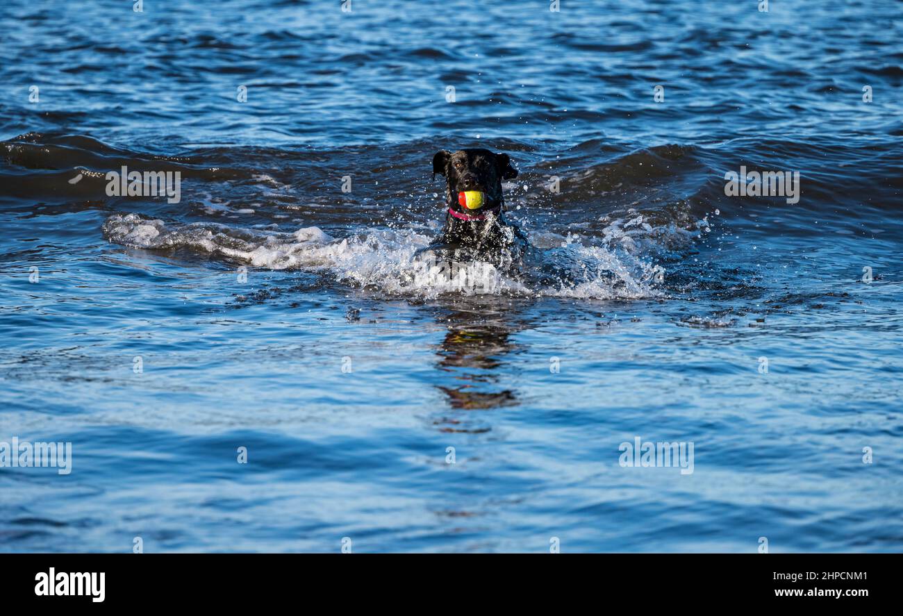 Labrador in water hi-res stock photography and images - Alamy