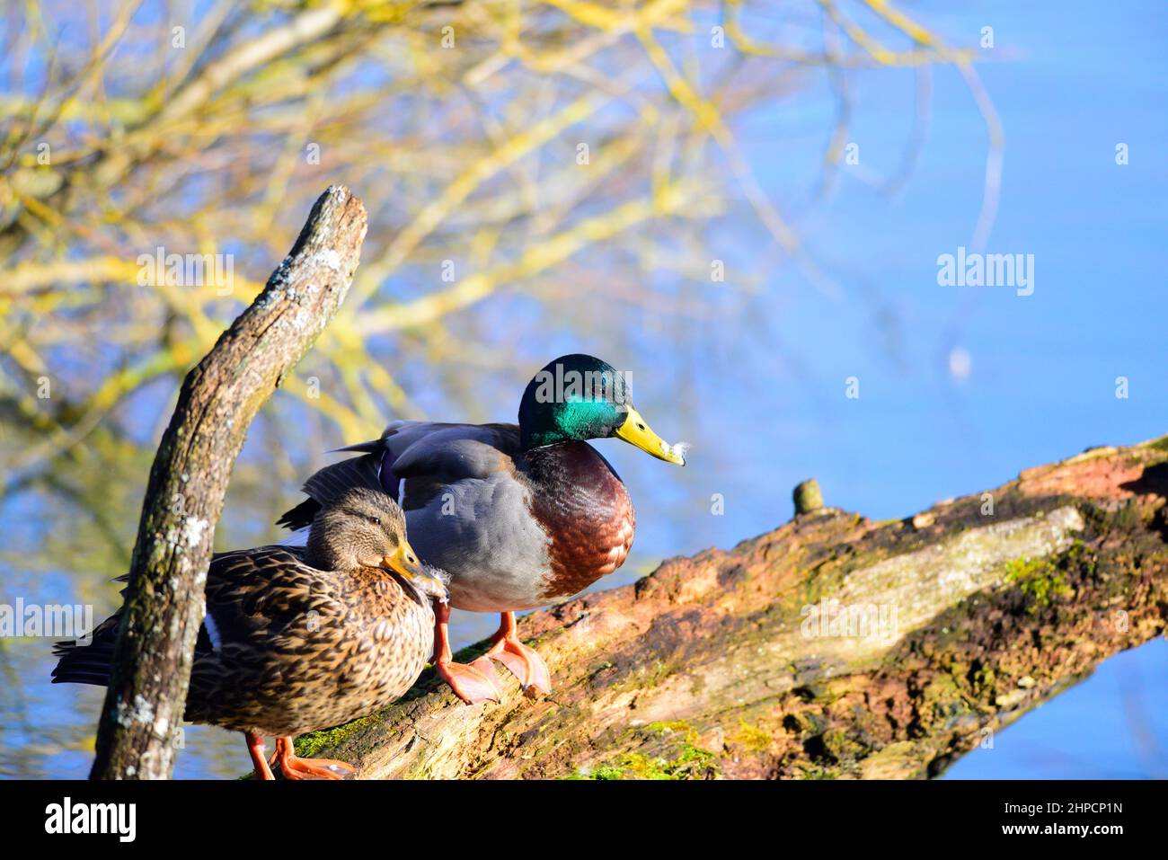 Female mallard duck with purple feathers hi-res stock photography and ...