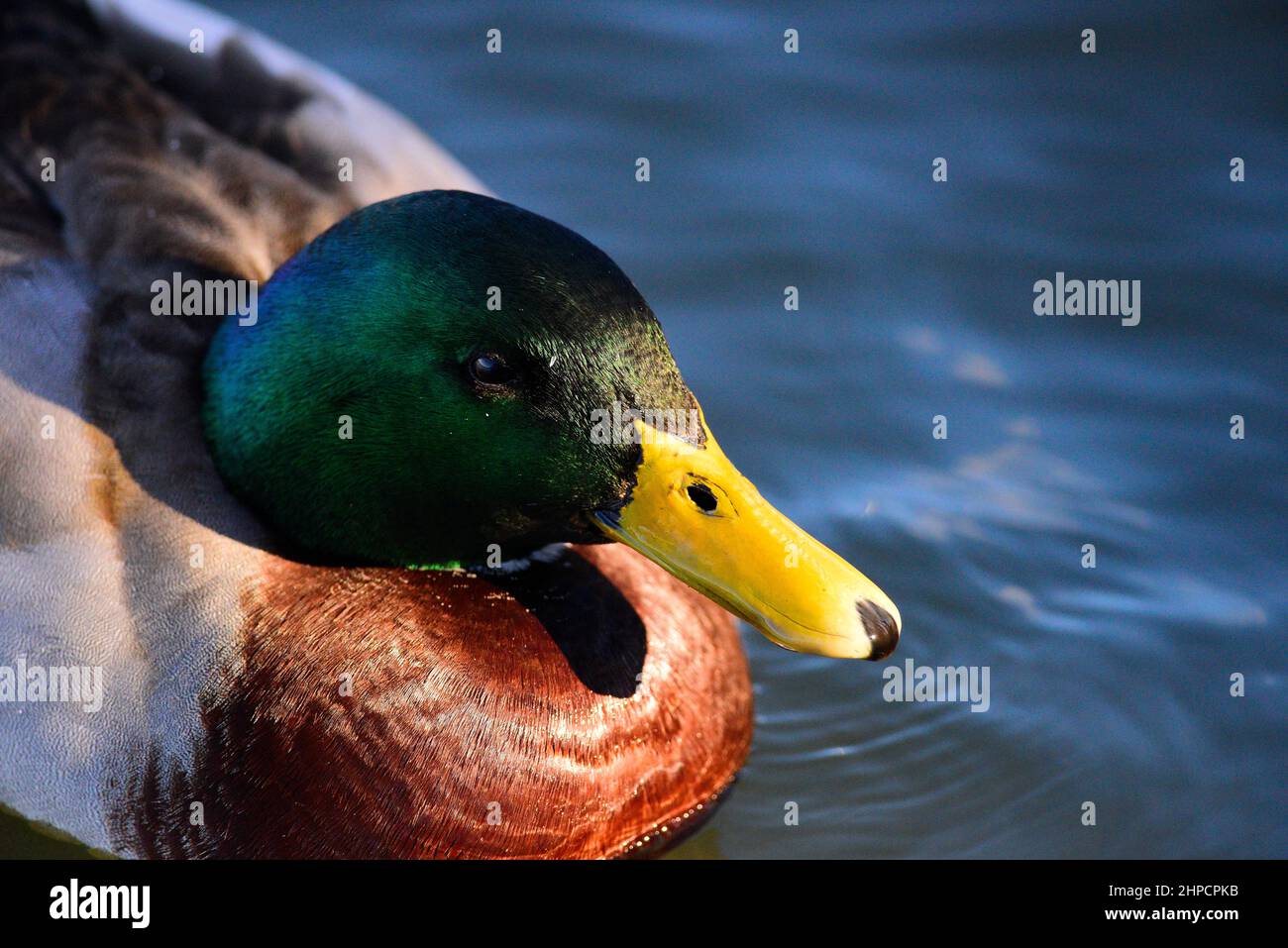 Female mallard duck with purple feathers hi-res stock photography and ...