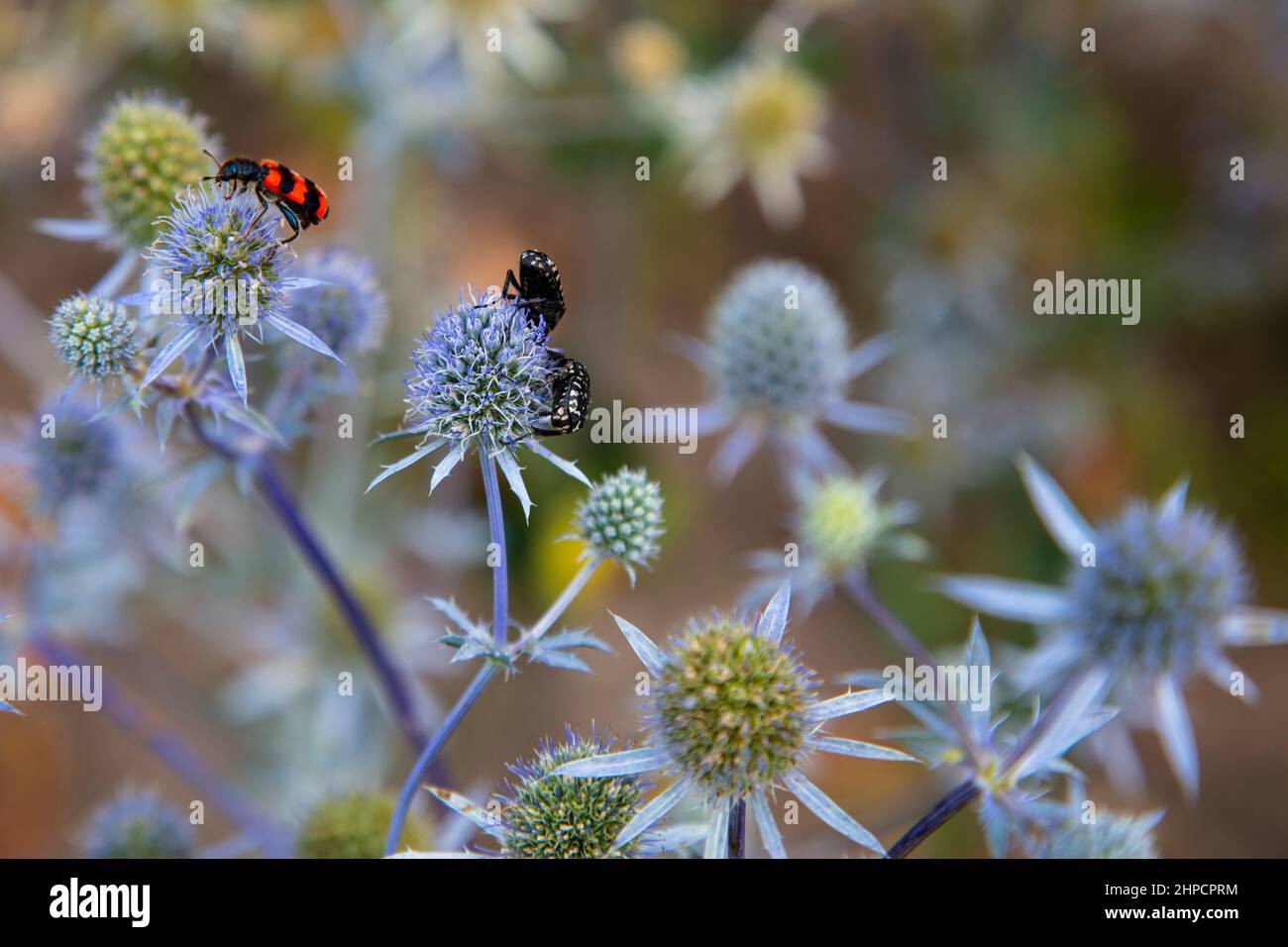 several insects are sitting on the top of the eaten flower, top view ...