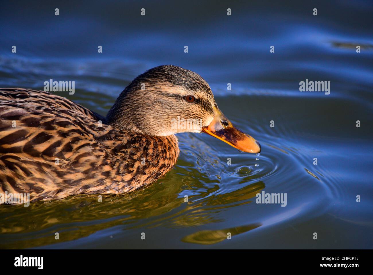 Female mallard duck with purple feathers hi-res stock photography and ...