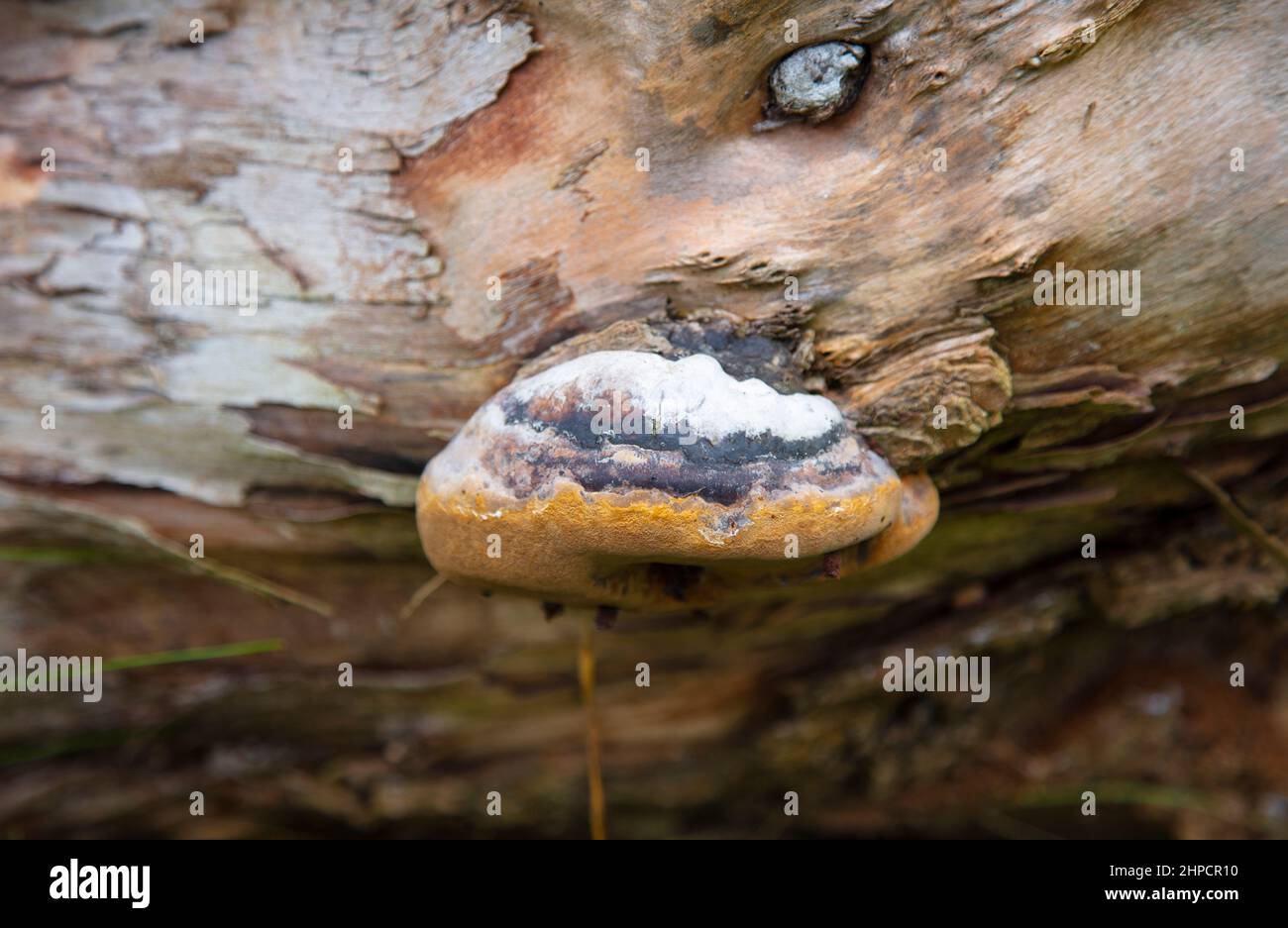Birch hub hi-res stock photography and images - Alamy