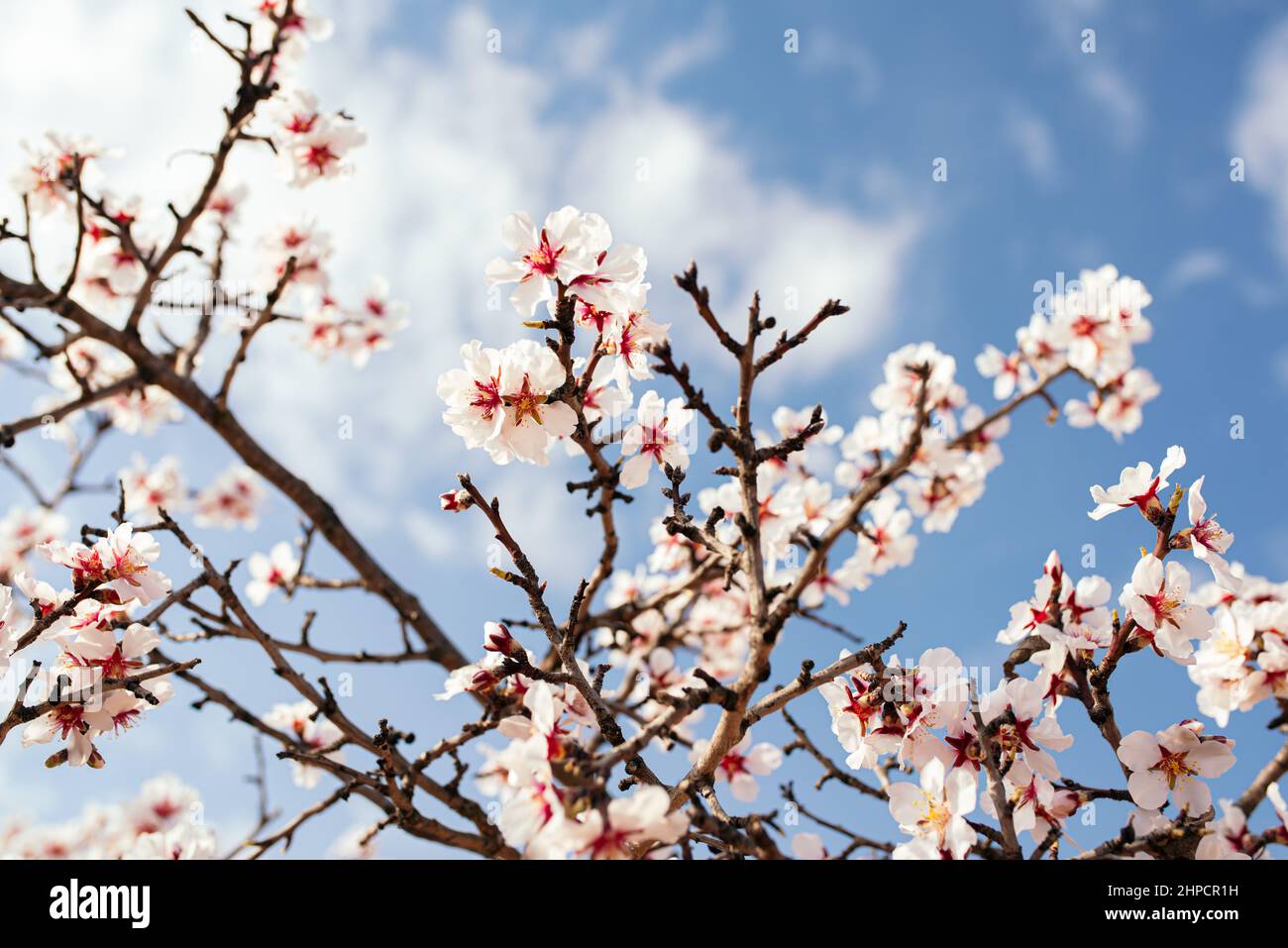 Japanese almond tree hi-res stock photography and images - Alamy