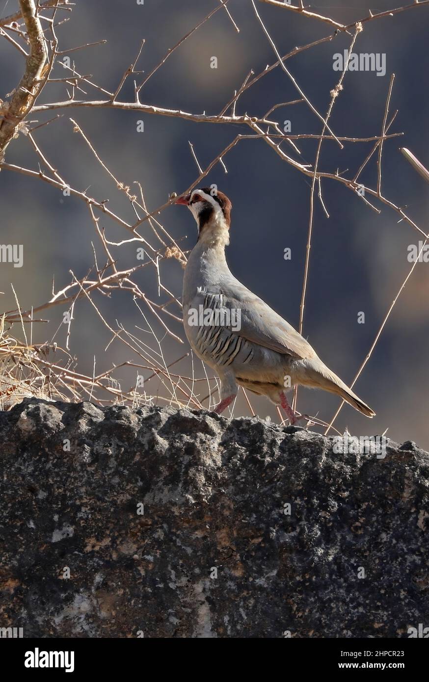 Arabian Partridge (Alectoris melanocephala) adult walking on rock ridge ...