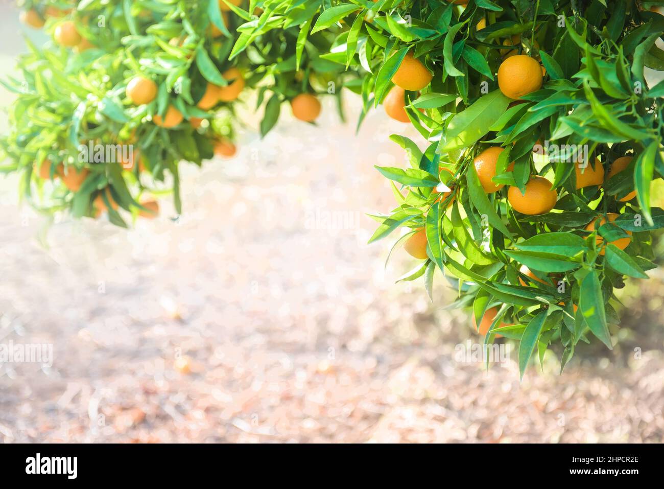 Orange tree branches with fruits in citrus orchard, copy space Stock ...