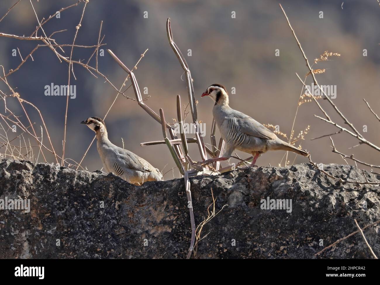 Arabian Partridge (Alectoris melanocephala) adult and juvenile walking ...