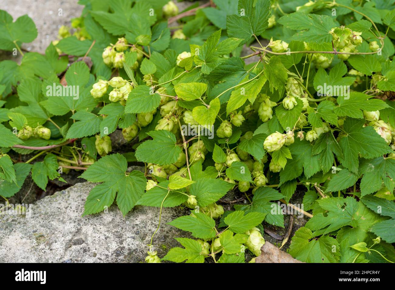 A sprig of hops . The concept hop harvesting, ingredient for production ...