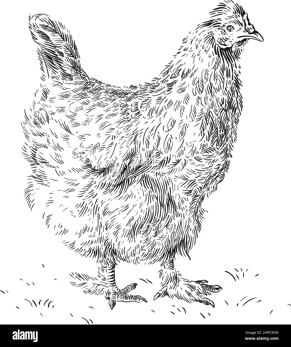 chicken hand drawing sketch engraving illustration style vector Stock ...