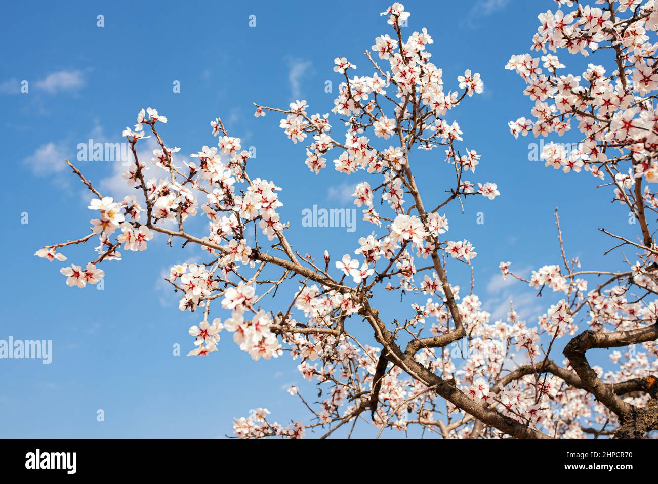 Japanese almond tree hi-res stock photography and images - Alamy