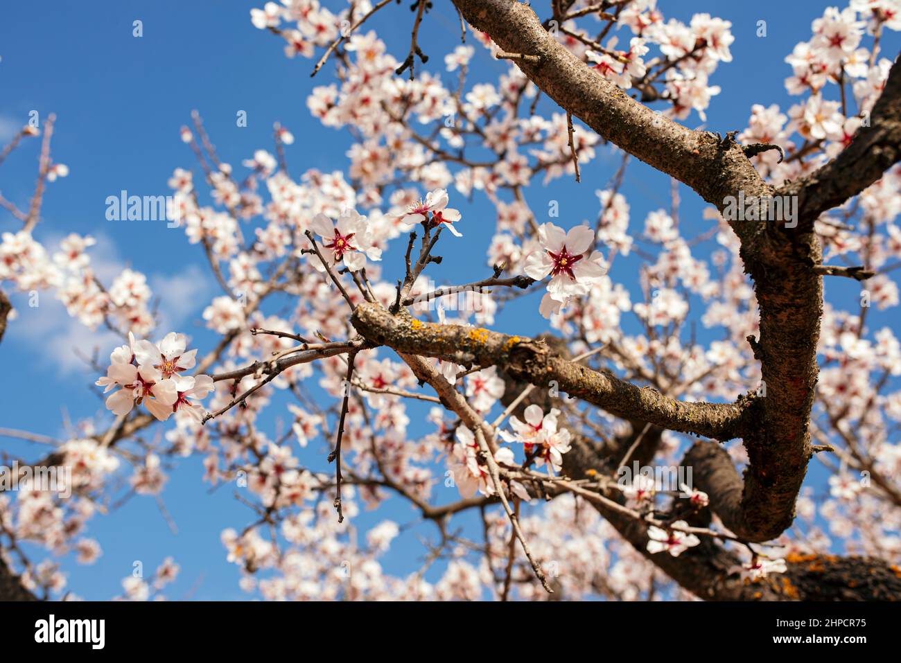 Japanese almond tree hi-res stock photography and images - Alamy