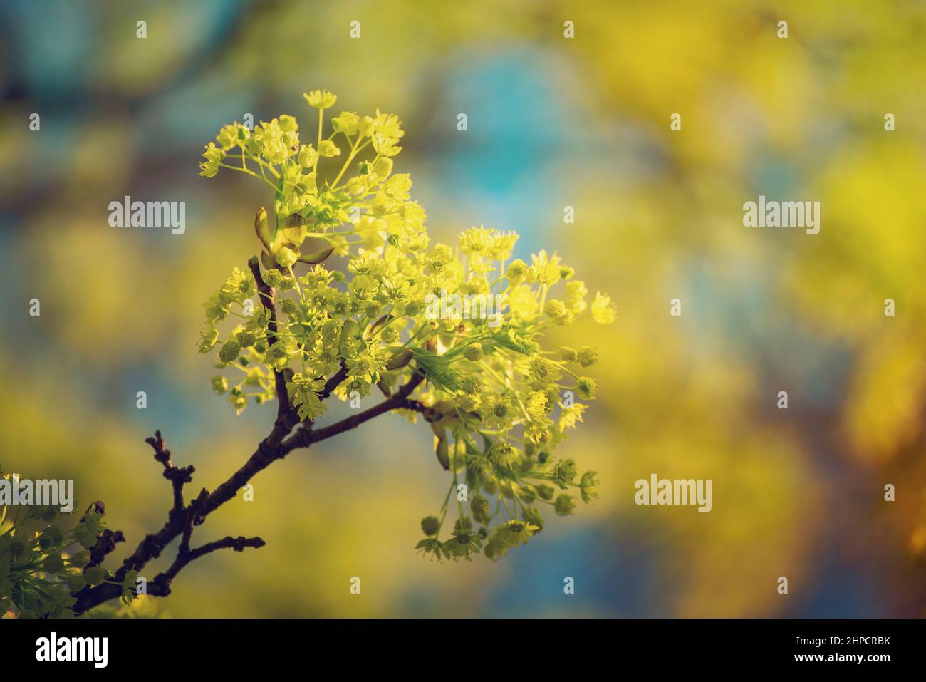 Blooming of maple tree Stock Photo - Alamy