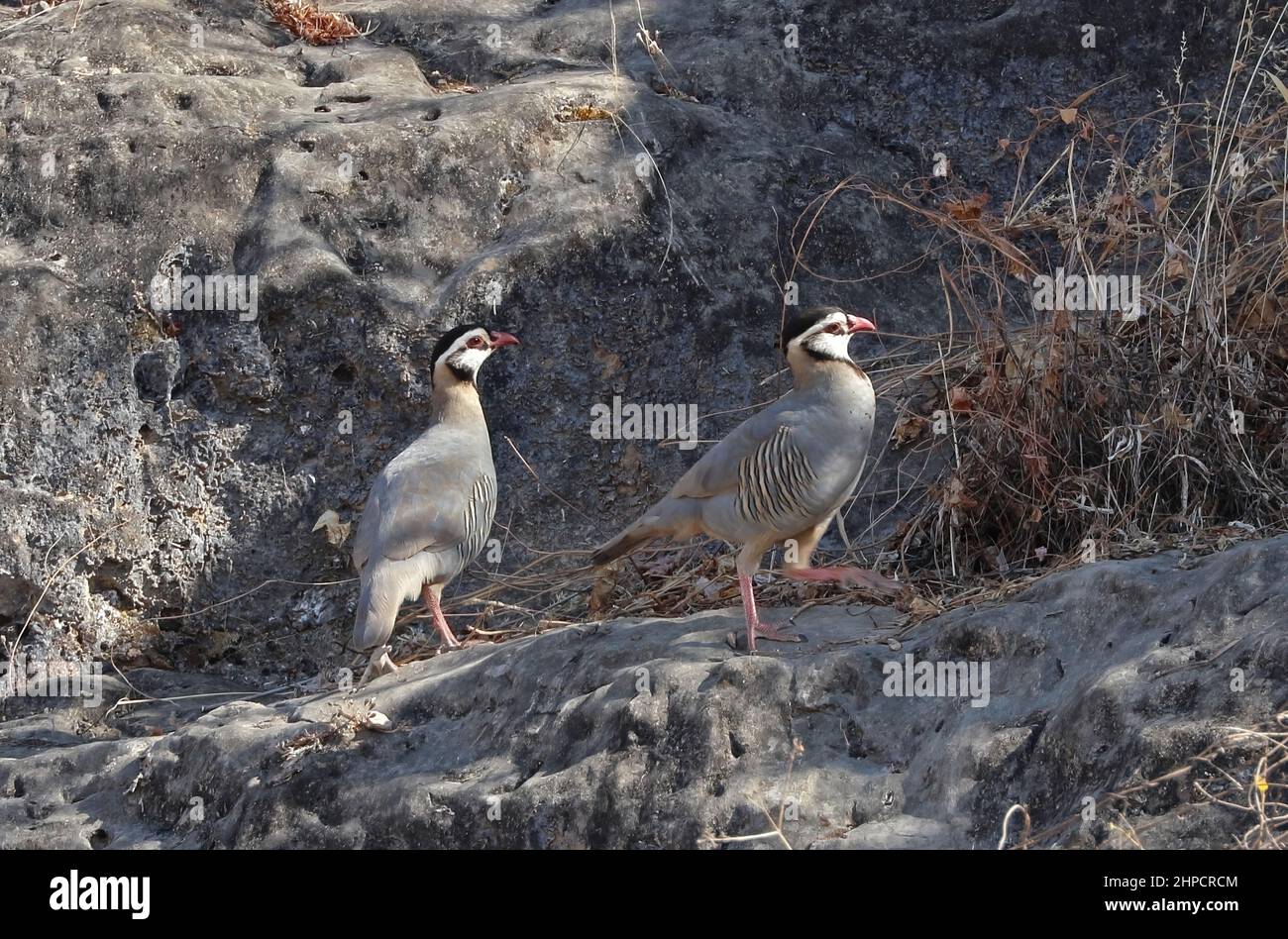Arabian Partridge (Alectoris melanocephala) two adults walking on rock ...