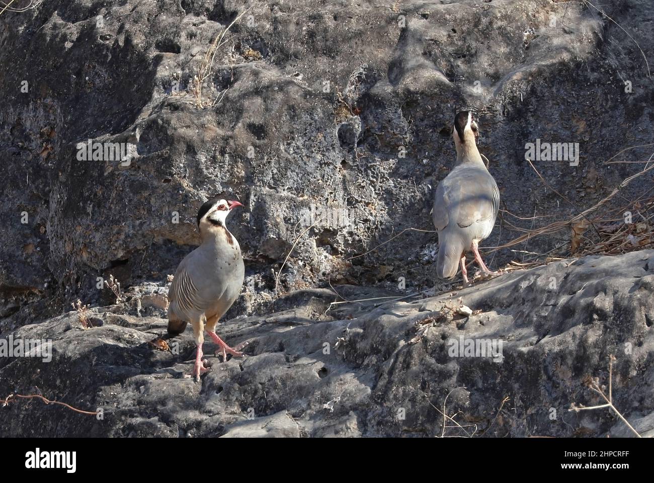 Arabian Partridge (Alectoris melanocephala) two adults walking on rock ...