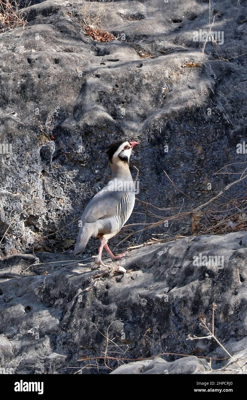 Arabian Partridge (Alectoris melanocephala) adult walking on rock ridge ...