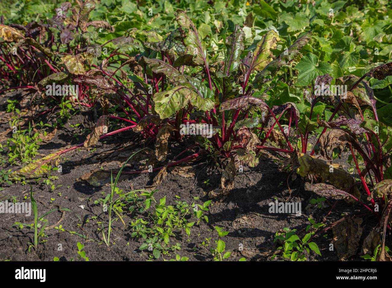 red beet bushes, ecological garden, side view Stock Photo - Alamy