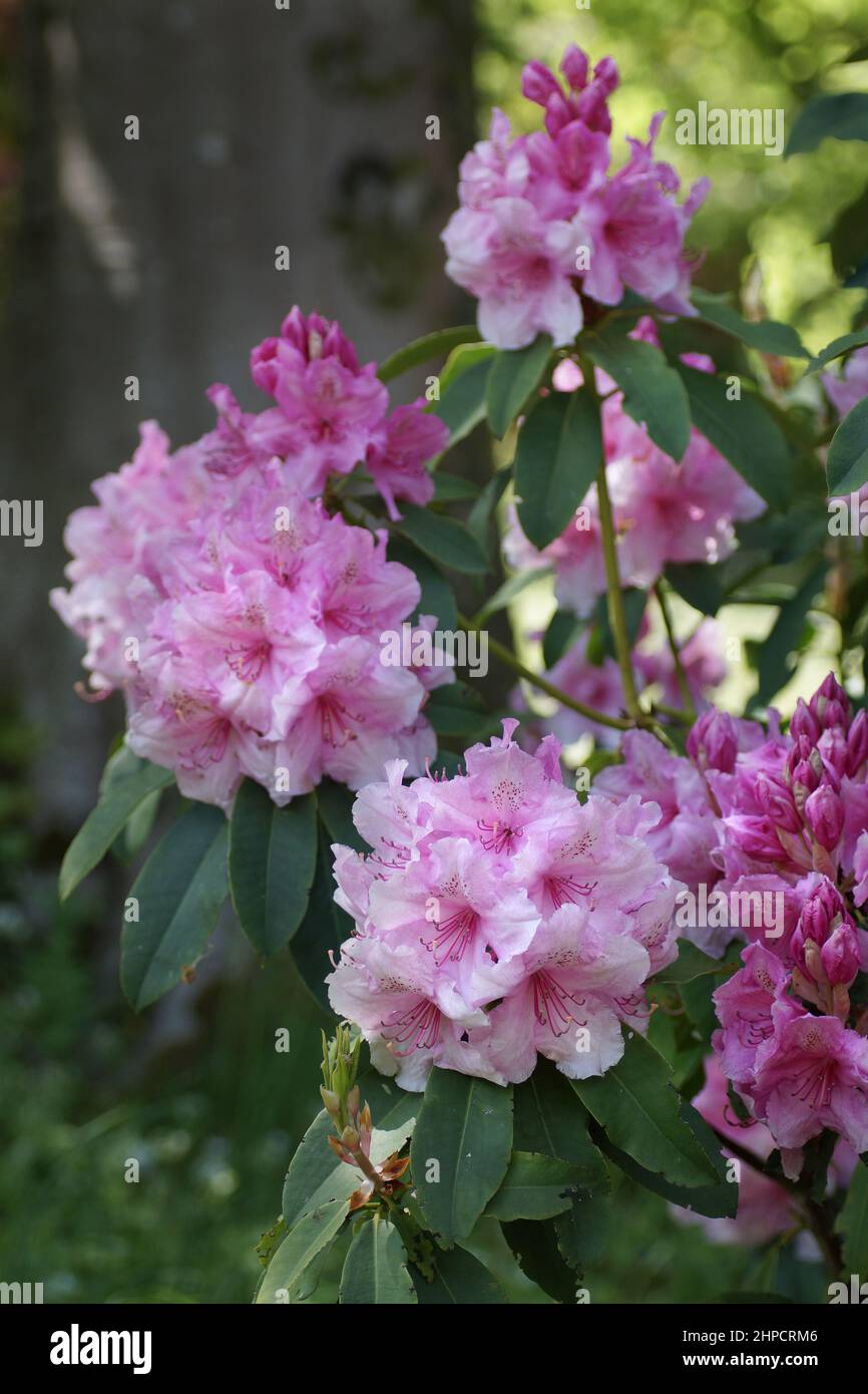 The pink flowers of a Rhododendron hybrid Stock Photo - Alamy