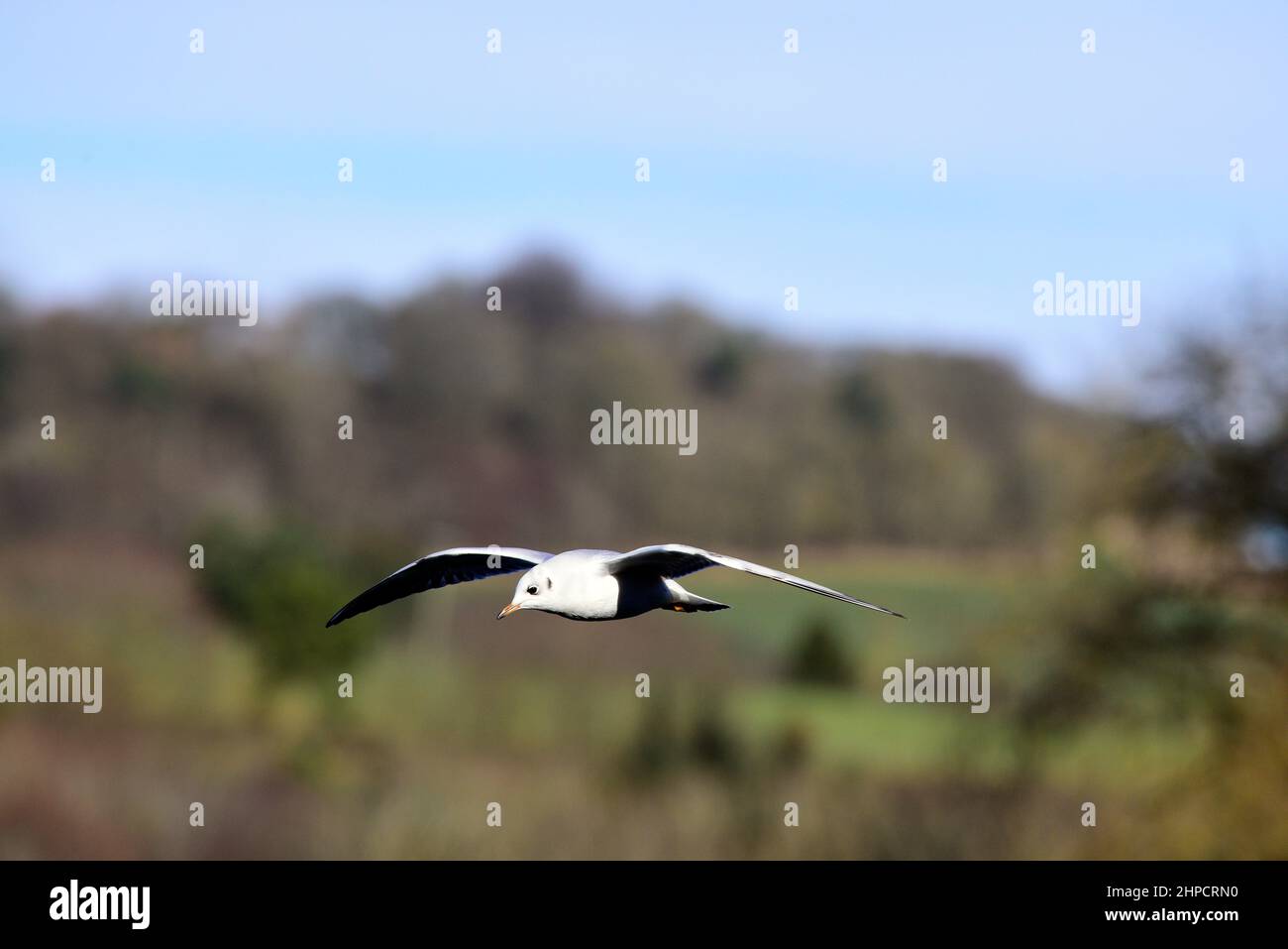 Black-headed gull first winter plumage Stock Photo - Alamy