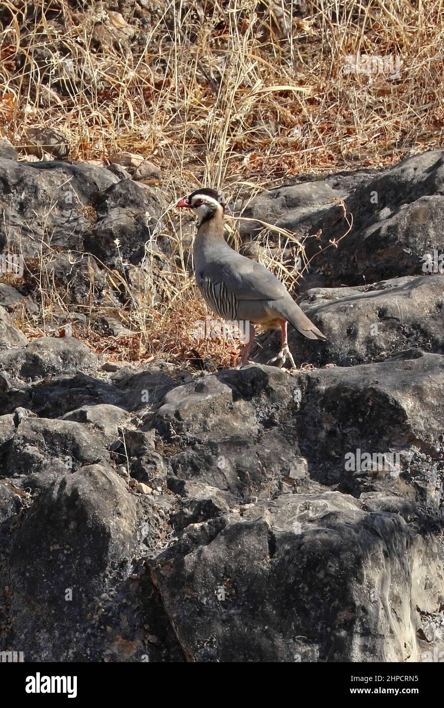 Arabian Partridge (Alectoris melanocephala) adult walking on rock ridge ...