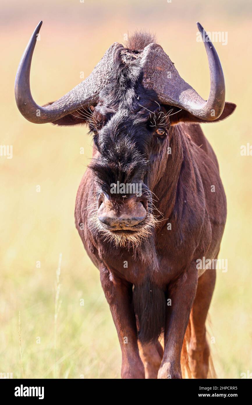 Black Wildebeest, South Africa Stock Photo - Alamy