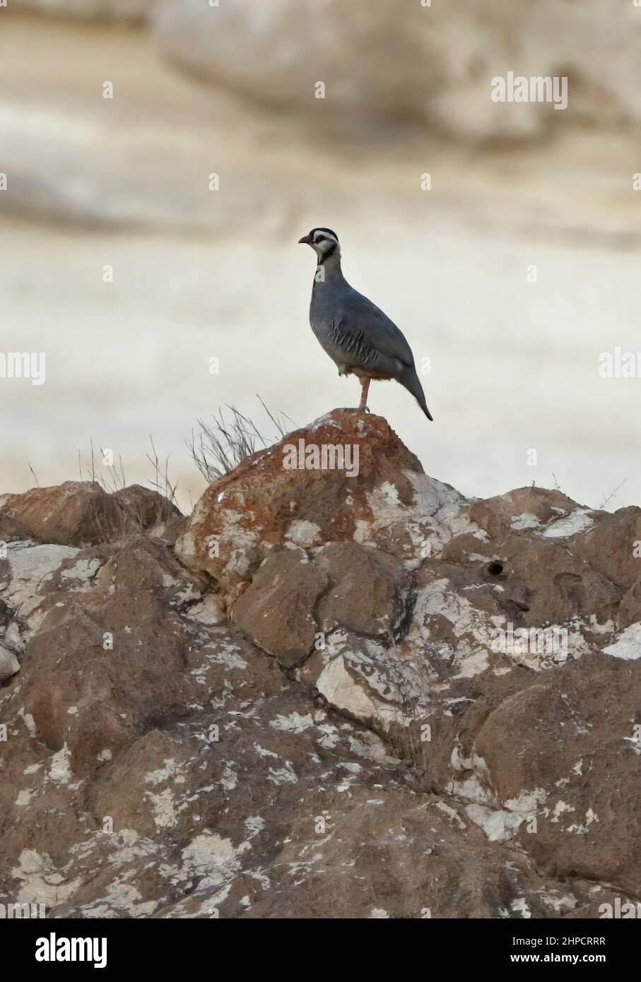 Arabian Partridge (Alectoris melanocephala) adult standing on rock ...